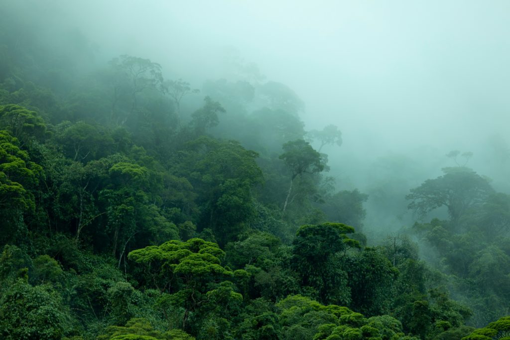 The tropical forest carbon cycle and climate change – a summary - Space ...